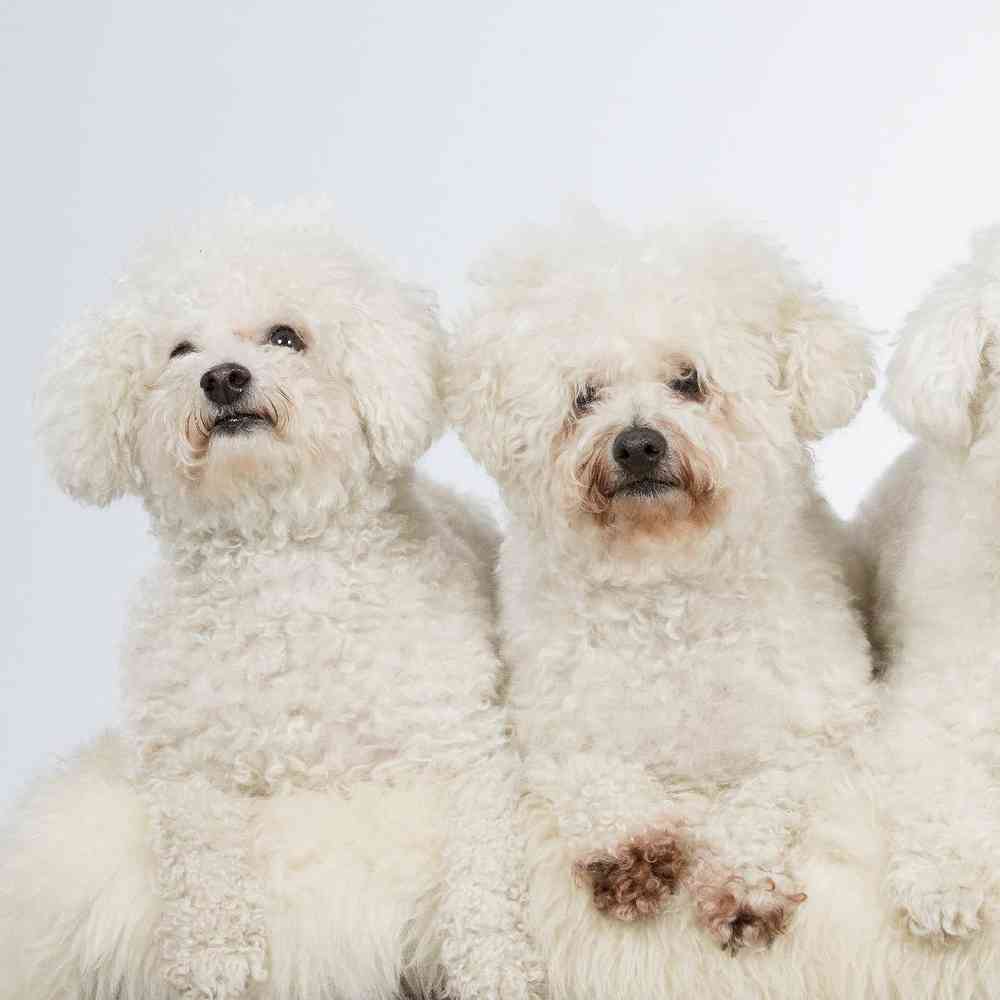 About Bichon Breed