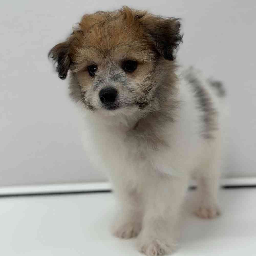 About Pomachon Breed