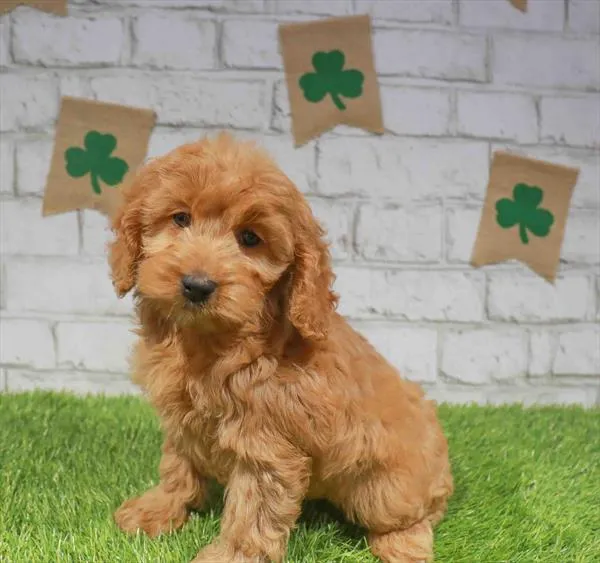 About Cockapoo 2nd Gen Breed
